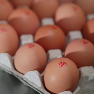 Processed Egg Products - Griffiths Family Farms