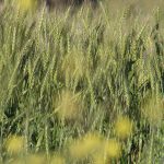 About Griffiths Family Farms - Griffiths Family Farms