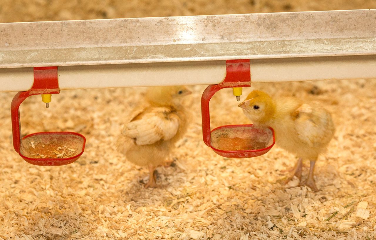 Griffiths Farms Gallery - Griffiths Family Farms