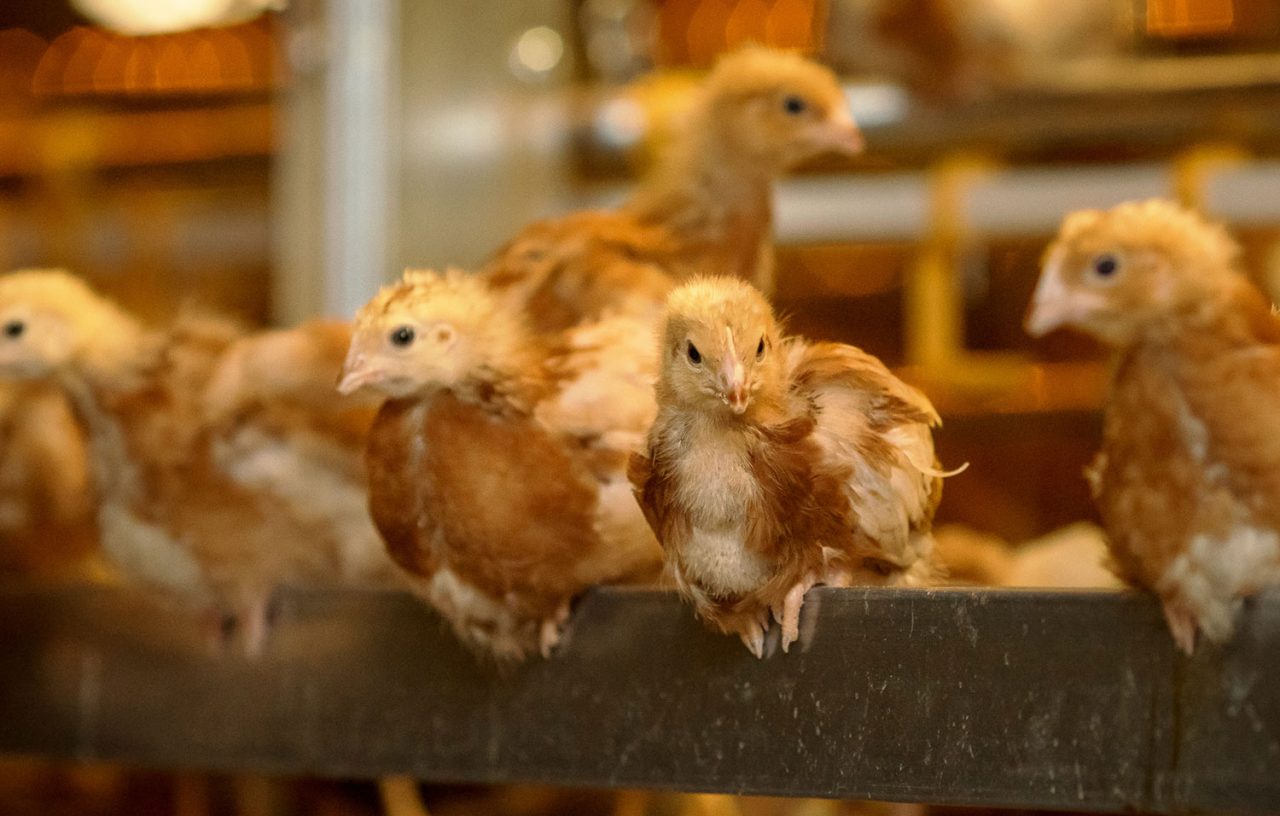 Griffiths Farms Gallery - Griffiths Family Farms